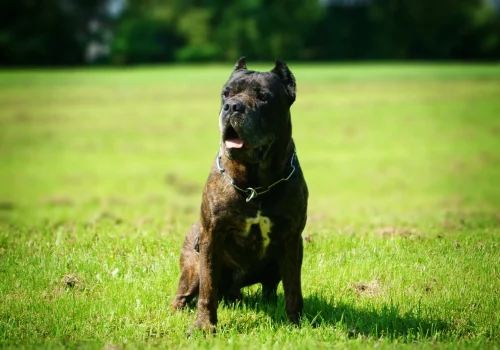 Listenhunde – Rechtliche Regelungen, Pflichten & Versicherung